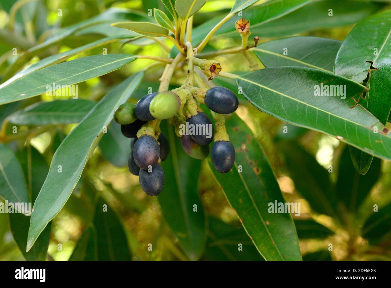 Persea Leaves High Resolution Stock Photography and Images - Alamy