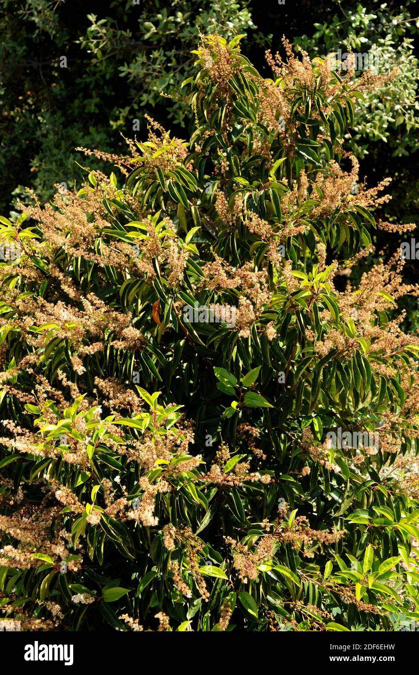 Hija, lauroceraso, laurel portugues or loro (Prunus lusitanica) is a ...