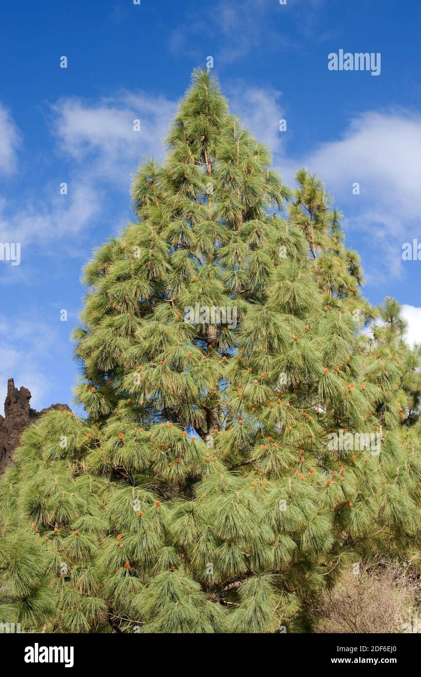 Pino canario or Canary Island pine (Pinus canariensis) is a tree ...