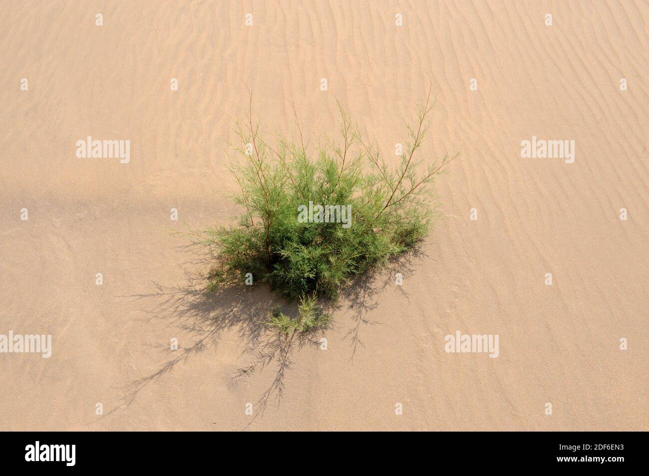 Tamarix canariensis hi-res stock photography and images - Alamy