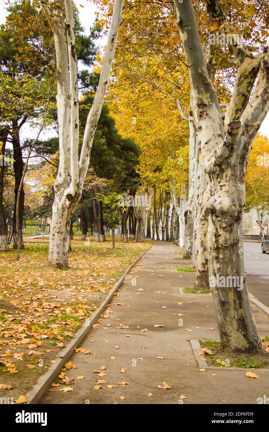 Ash-tree park landscape and view in Tbilisi, Georgia. Autumn theme ...