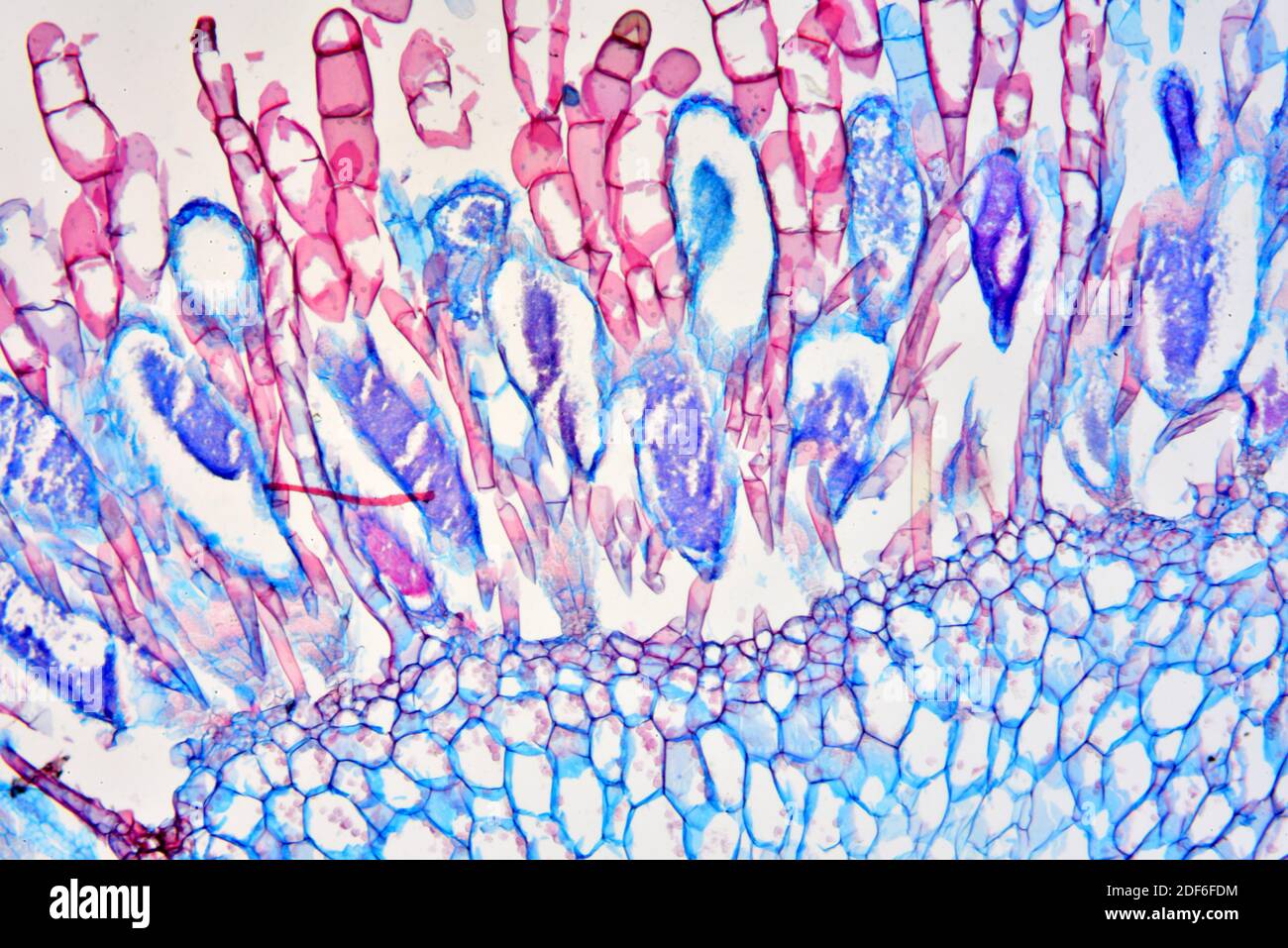 Male reproductive organ hi-res stock photography and images - Alamy