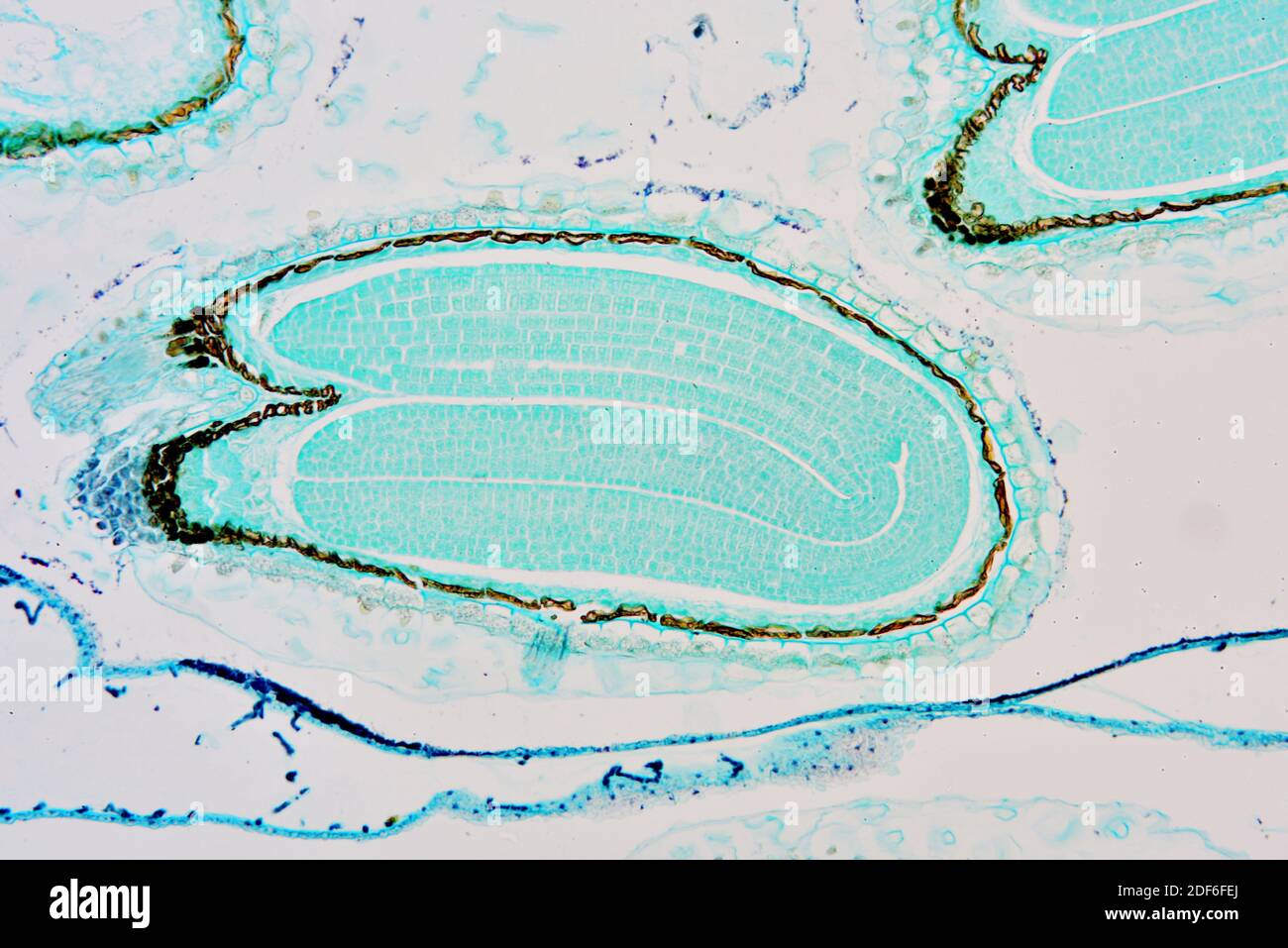 Embryo Microscope High Resolution Stock Photography and Images - Alamy