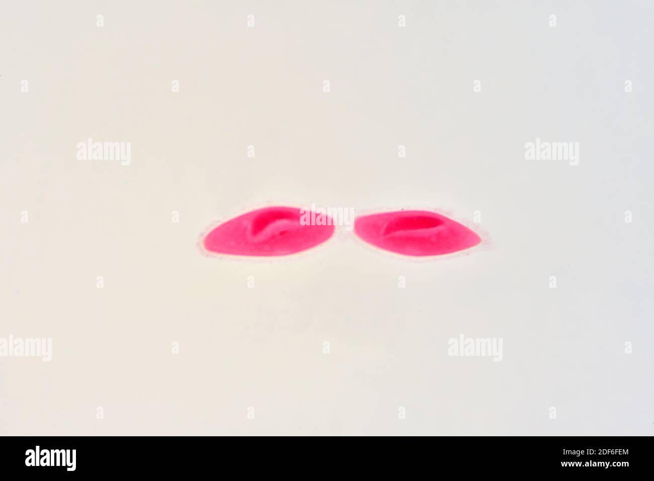 Binary fission microscope hi-res stock photography and images - Alamy