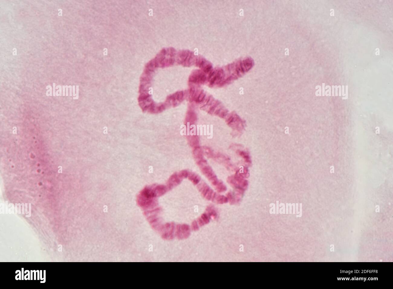 Insect chromosome hi-res stock photography and images - Alamy