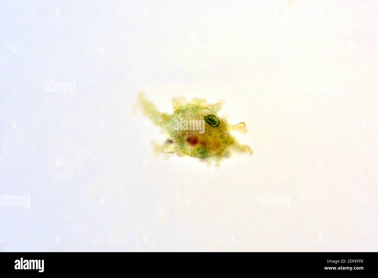 Amoeba microscope hi-res stock photography and images - Alamy