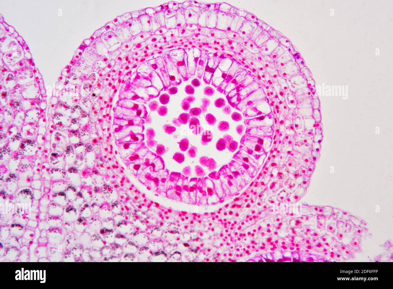 Lilium anther micrograph hi-res stock photography and images - Alamy