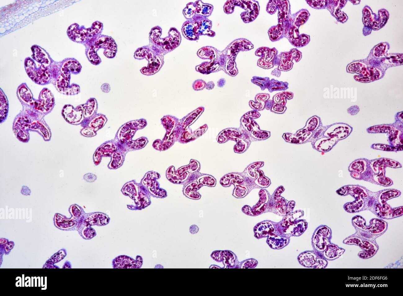 Poppy cross section hi-res stock photography and images - Alamy