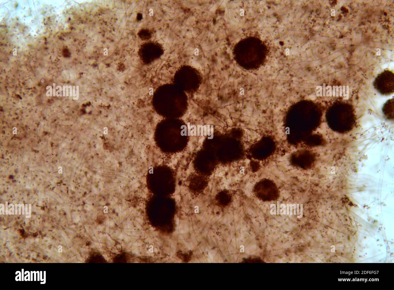 Conidium hi-res stock photography and images - Alamy