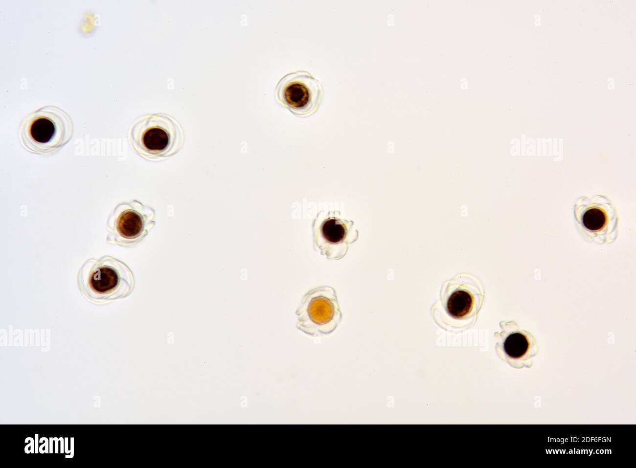 Equisetum Sp High Resolution Stock Photography and Images - Alamy