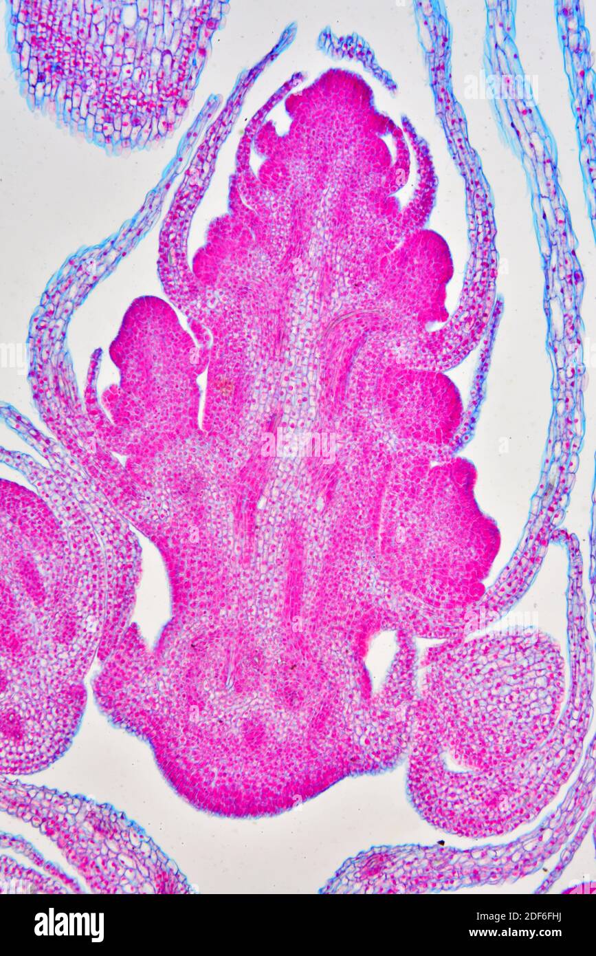 Asparagus apical meristem. Optical microscope X100 Stock Photo - Alamy