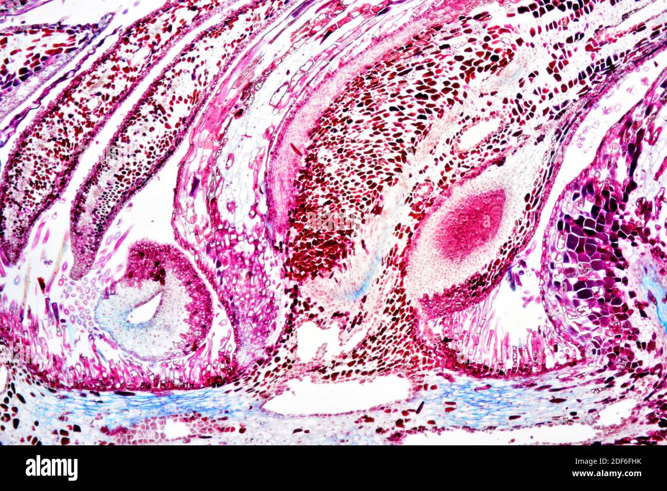 Ovule microscope optical hi-res stock photography and images - Alamy