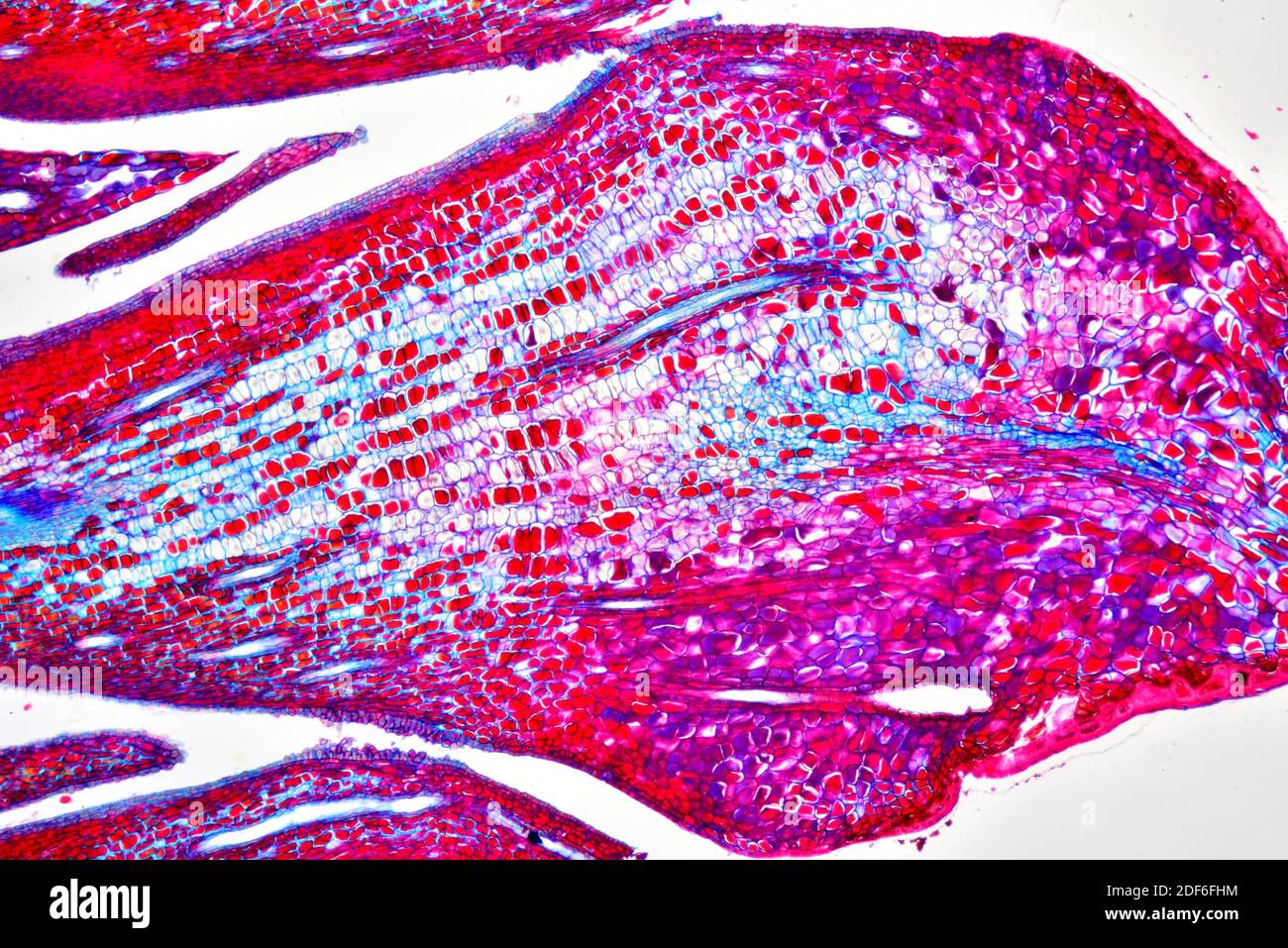 Cone Scale High Resolution Stock Photography and Images - Alamy