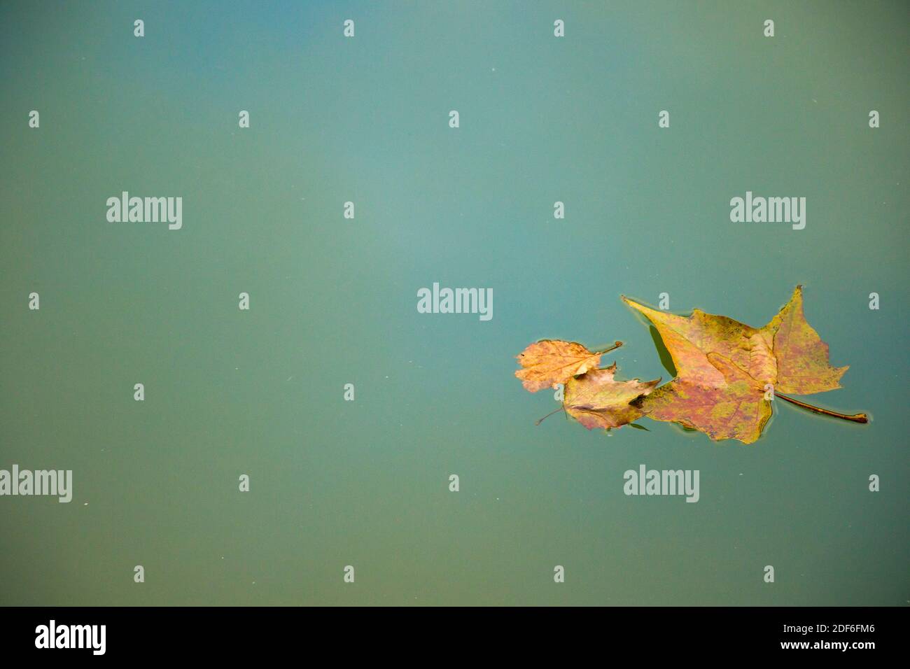 Autumn ask-tree leave on the water background, leaf in the river ...
