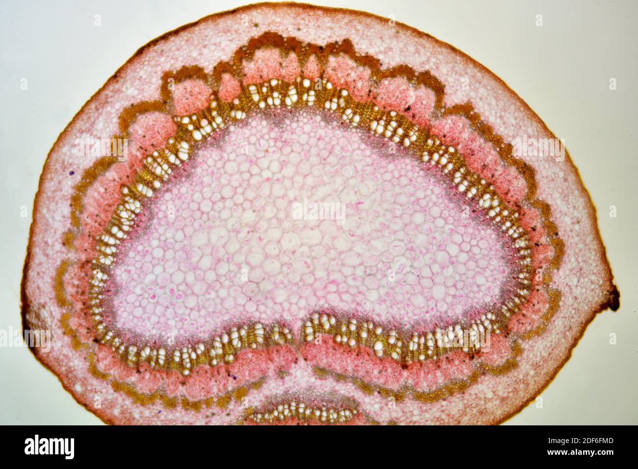 Petiole Cross Section
