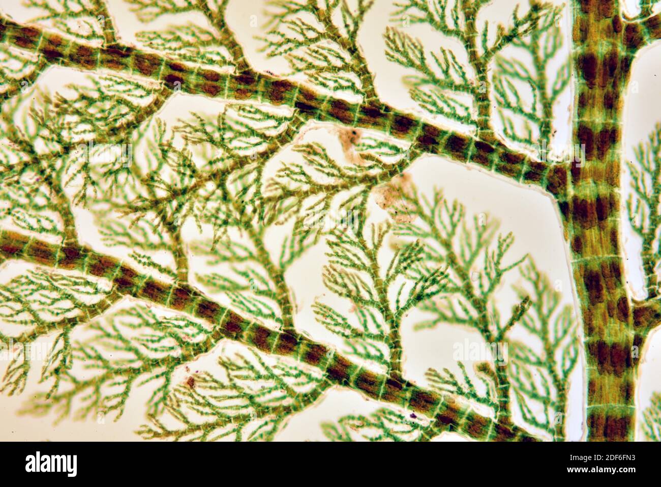 Rhodophyta red algae hi-res stock photography and images - Alamy