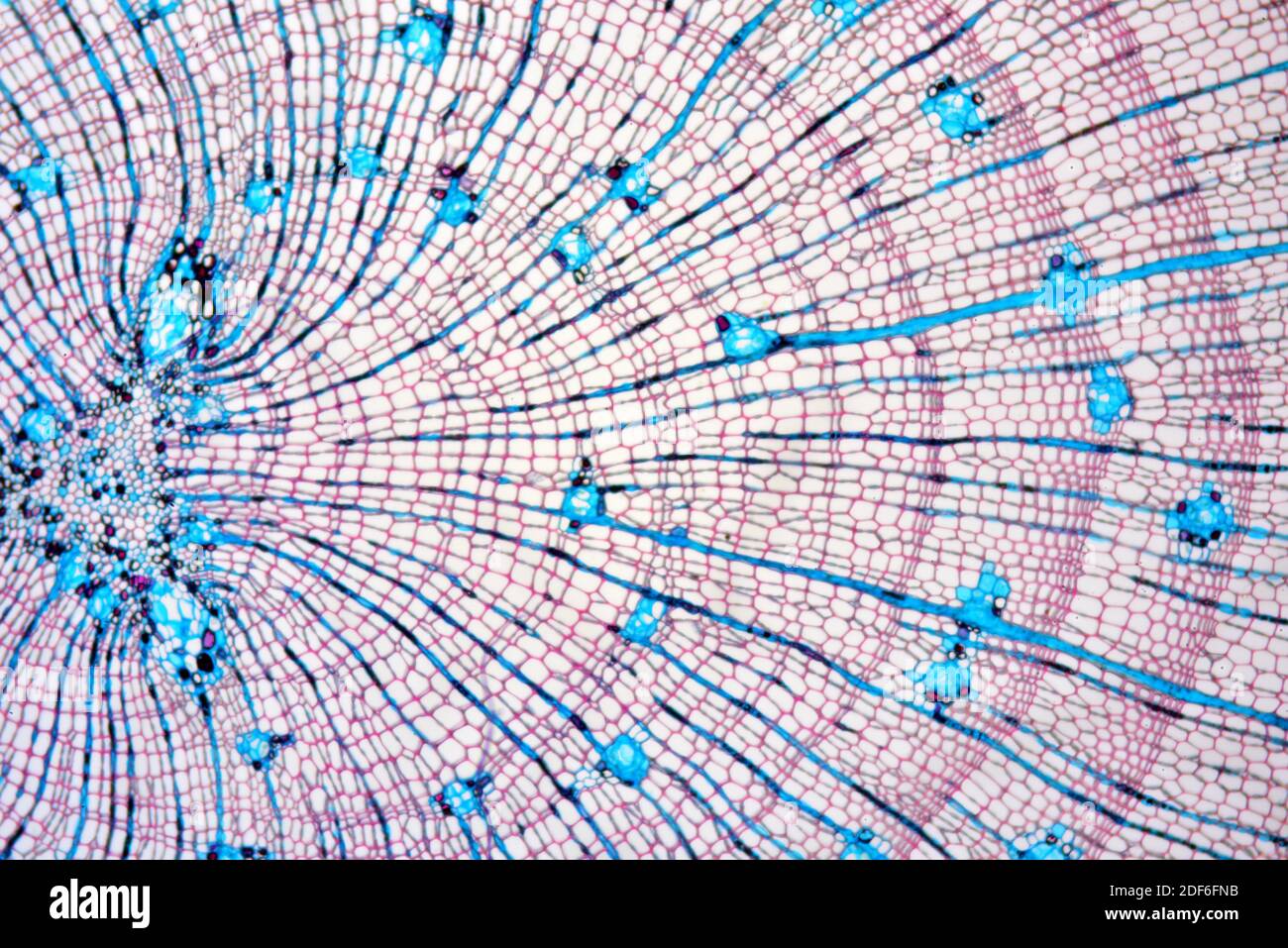 Pinus tree hi-res stock photography and images - Alamy