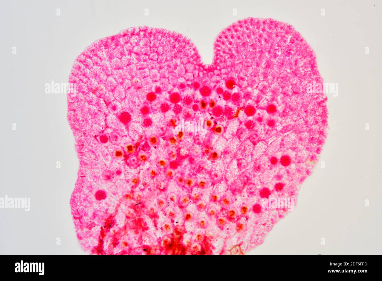 Prothallus hi-res stock photography and images - Alamy