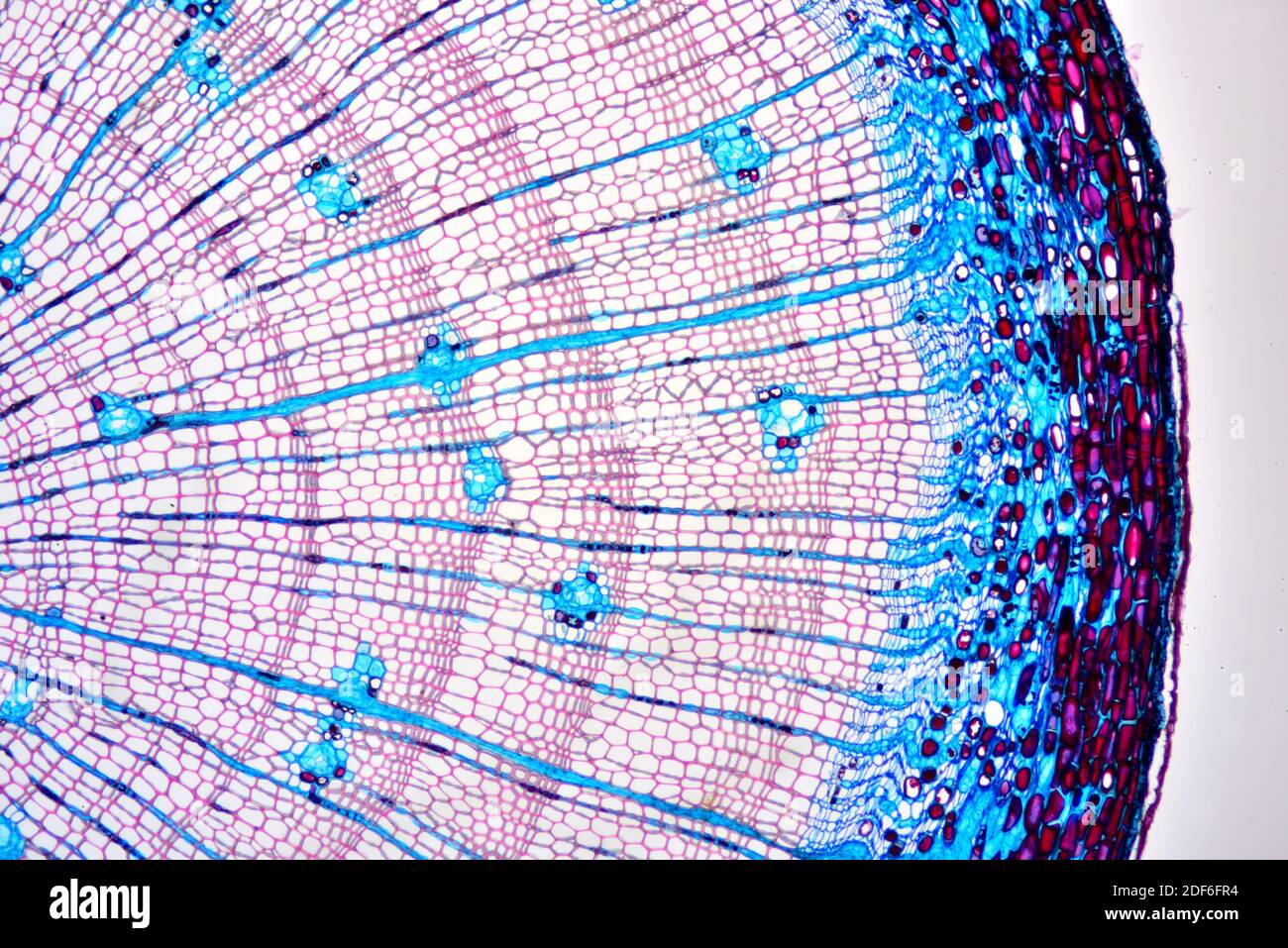 Root growth hi-res stock photography and images - Alamy