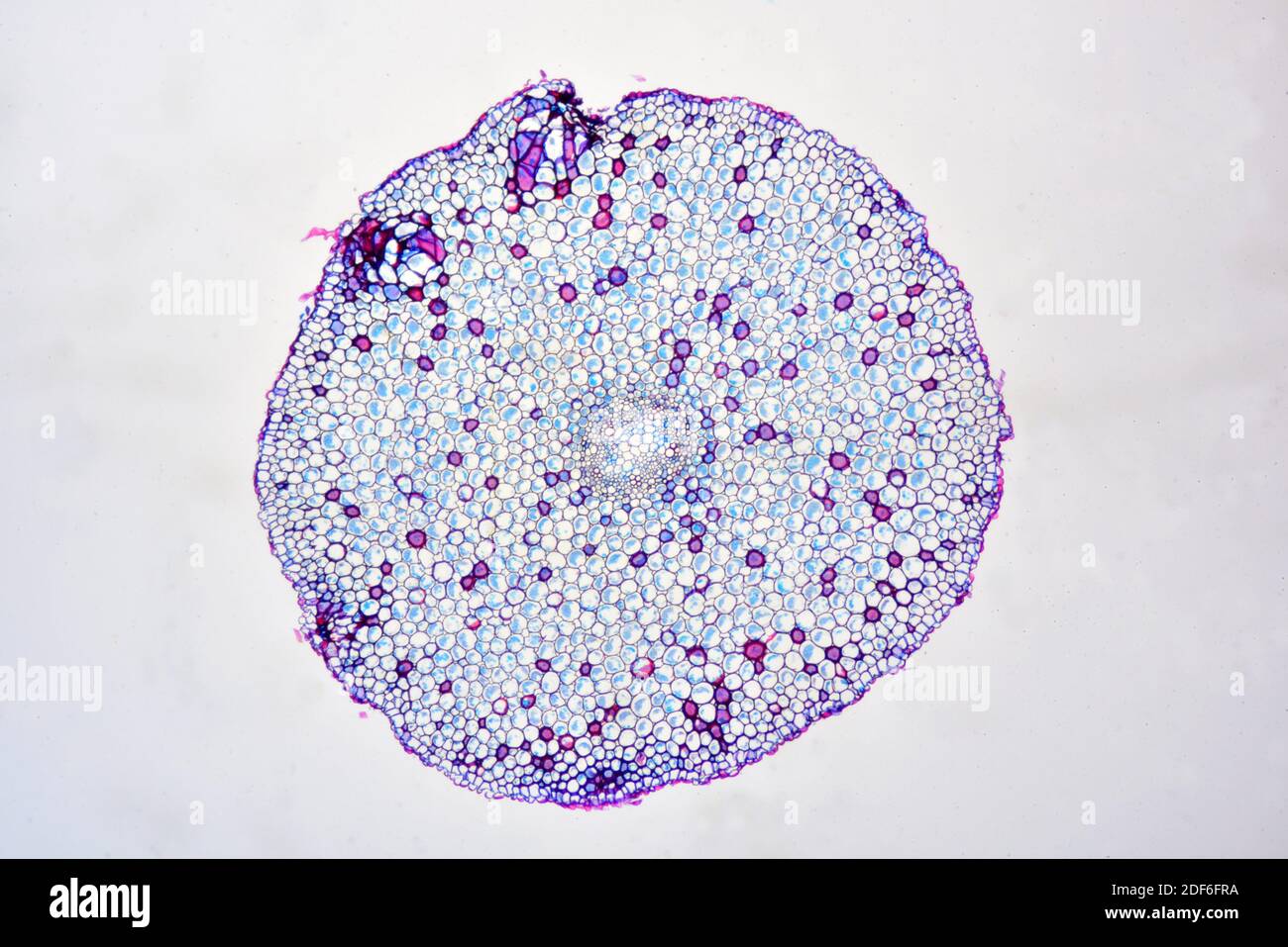 Parenchyma root hi-res stock photography and images - Alamy