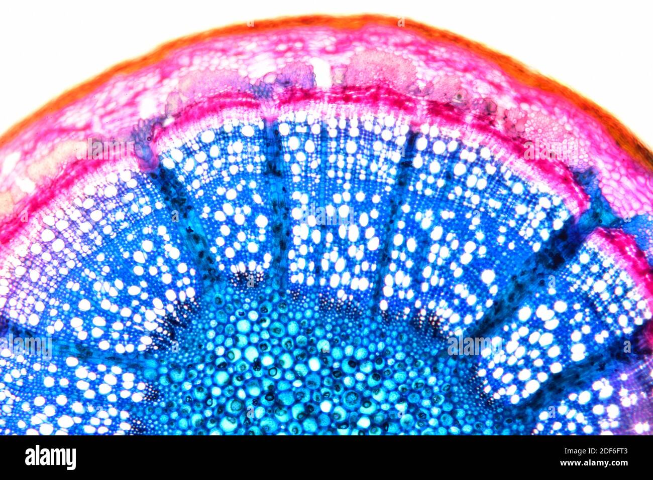 Sclerenchyma hi-res stock photography and images - Alamy