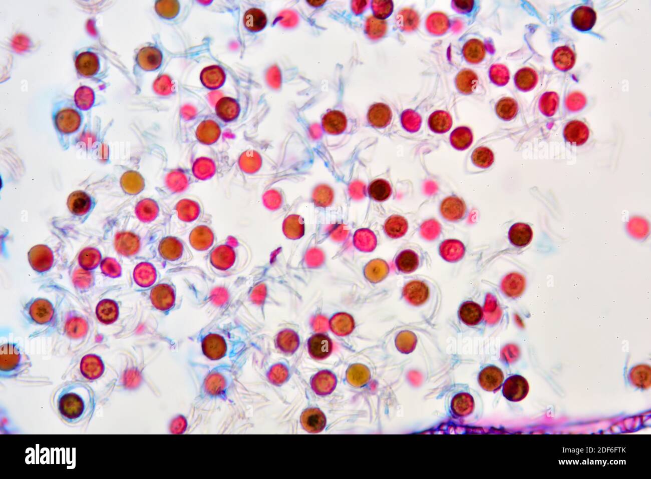 Horsetail Strobilus Microscope