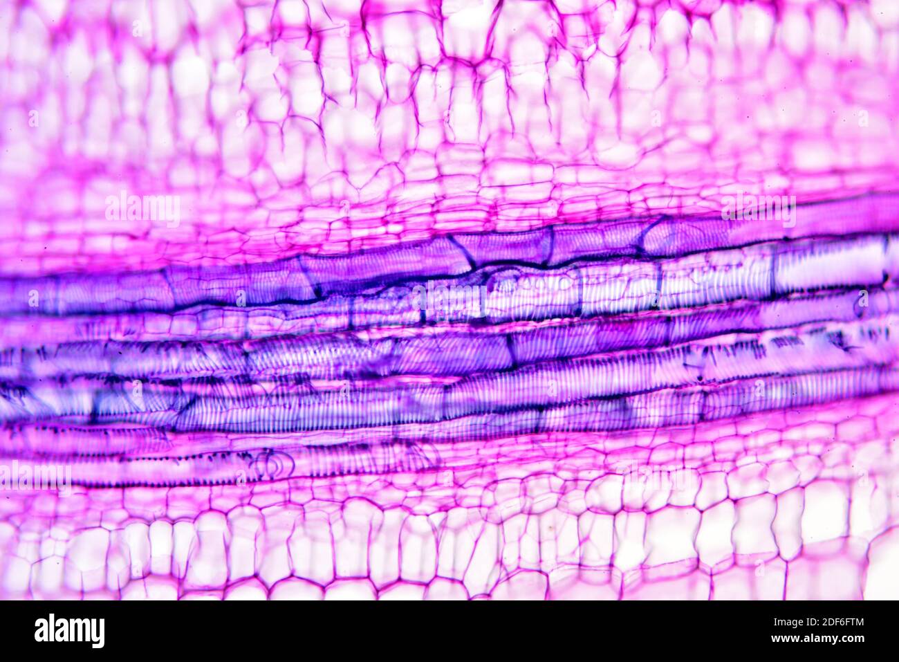 Xylem And Phloem Microscope Zea stem (cross section) vascular bundle ...