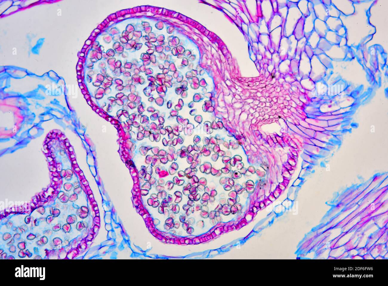 Sporophylls hi-res stock photography and images - Alamy