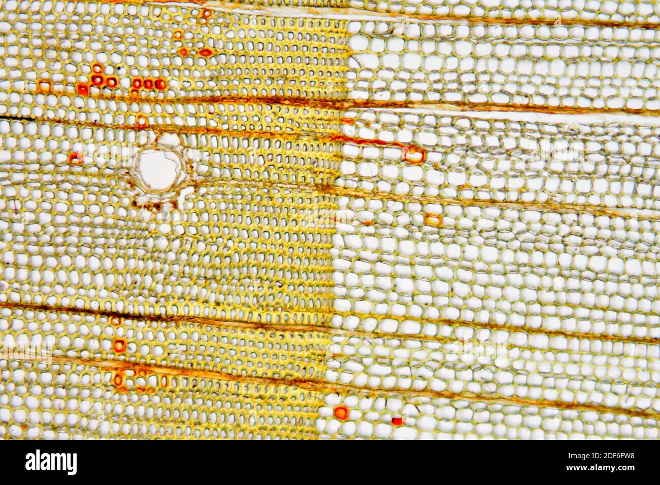 Cross section growth rings tree hi-res stock photography and images - Alamy