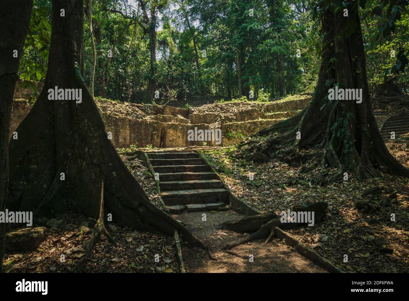 Overgrown Maya temple ruins in lush green tropical forest at ...