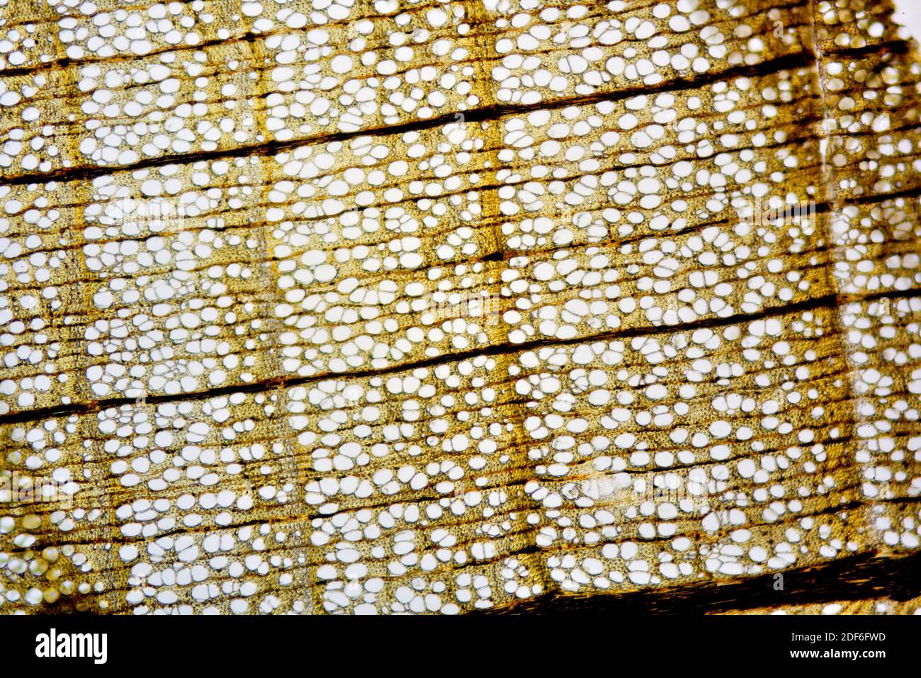 Trunk cross section micrograph hi-res stock photography and images - Alamy
