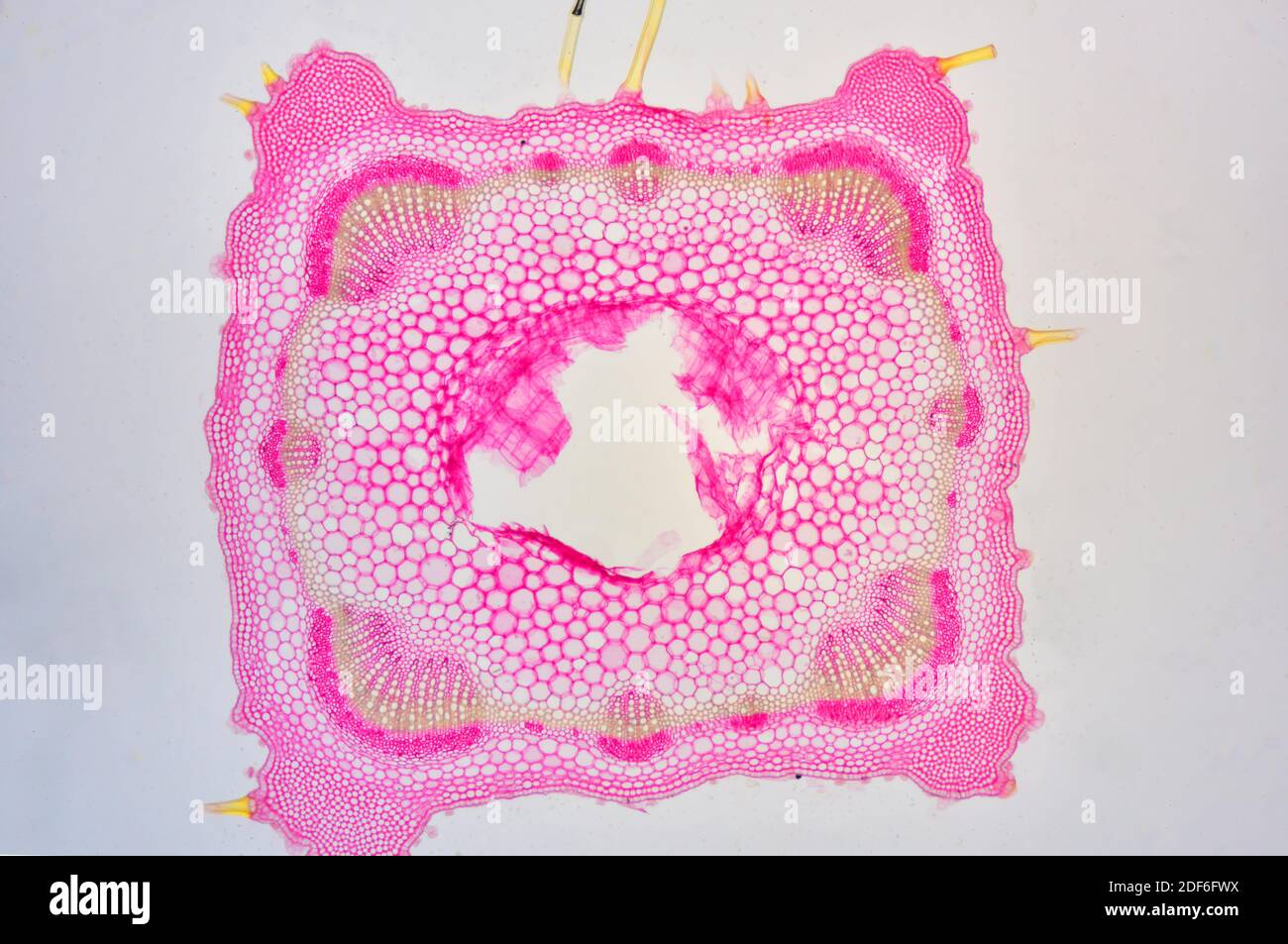 Xylem Phloem Vascular Bundles High Resolution Stock Photography and ...