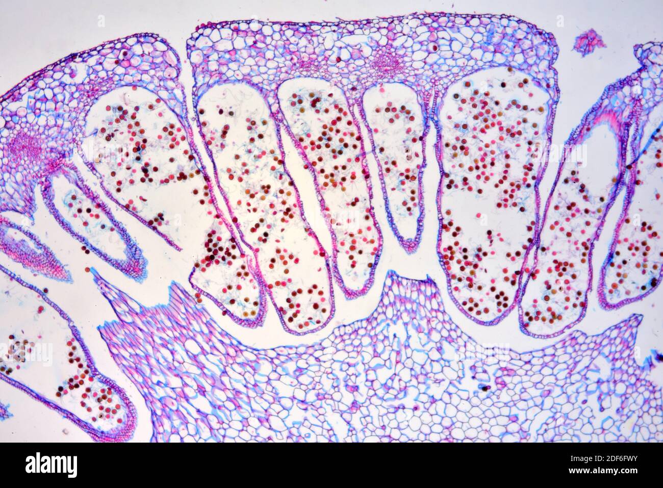 Equisetum hi-res stock photography and images - Alamy