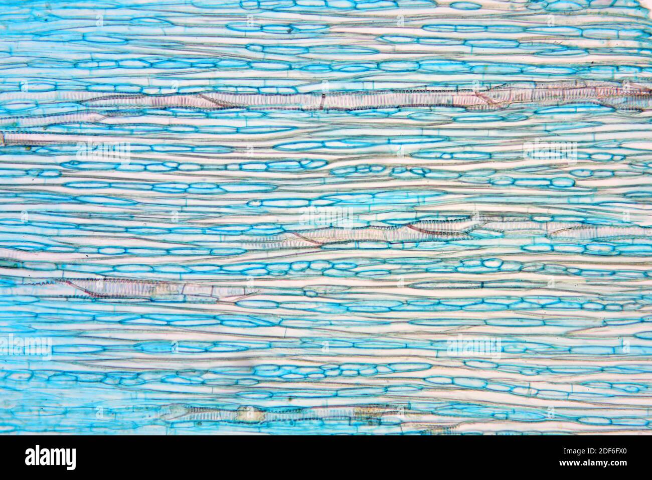 Latex vessel hi-res stock photography and images - Alamy