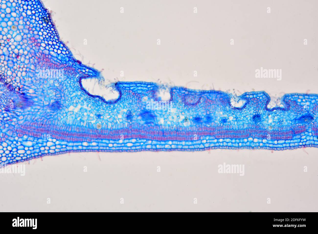 Nerium oleander micrograph hi-res stock photography and images - Alamy