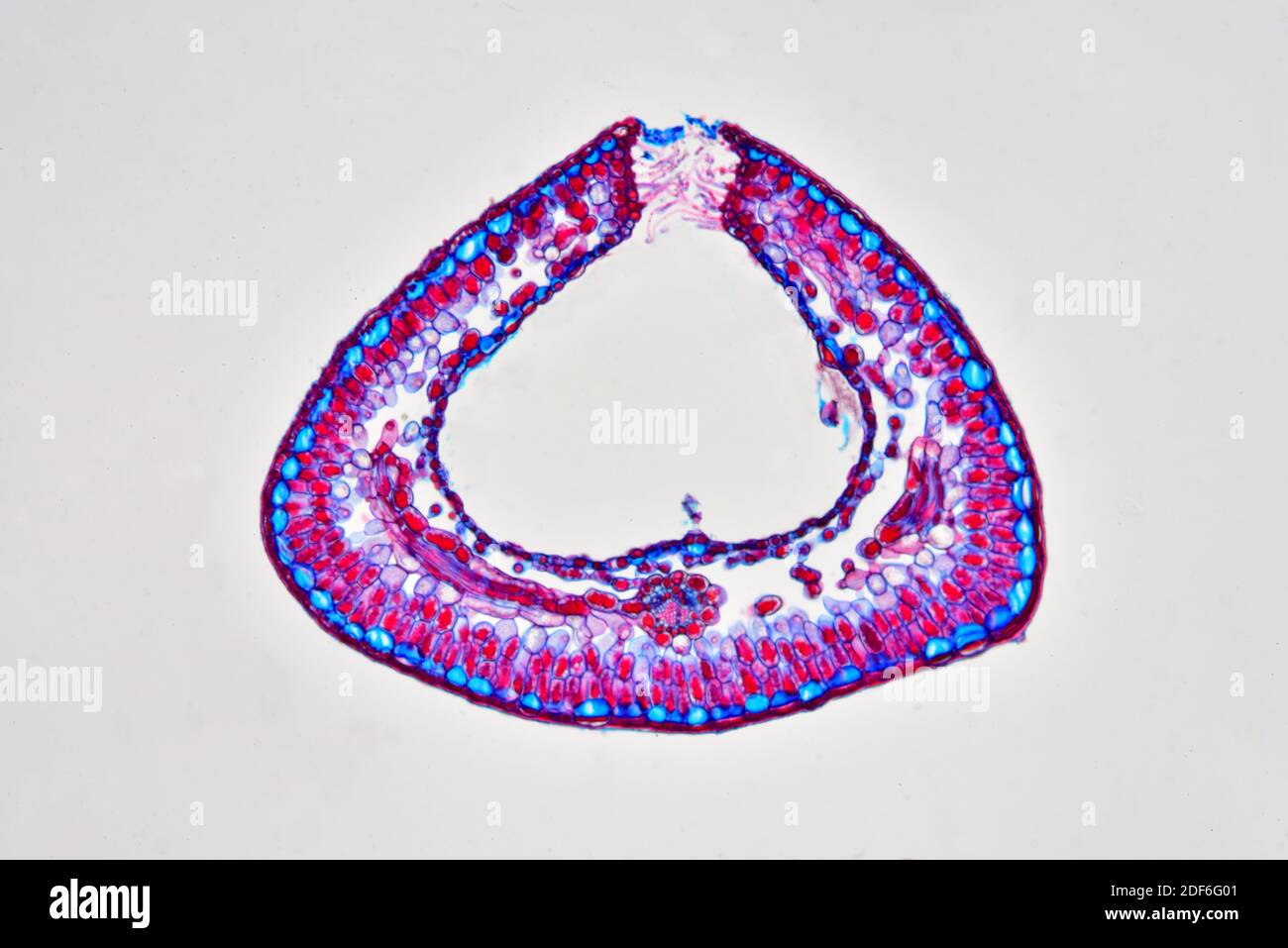 Leaf epidermis stomata micrograph hi-res stock photography and images ...