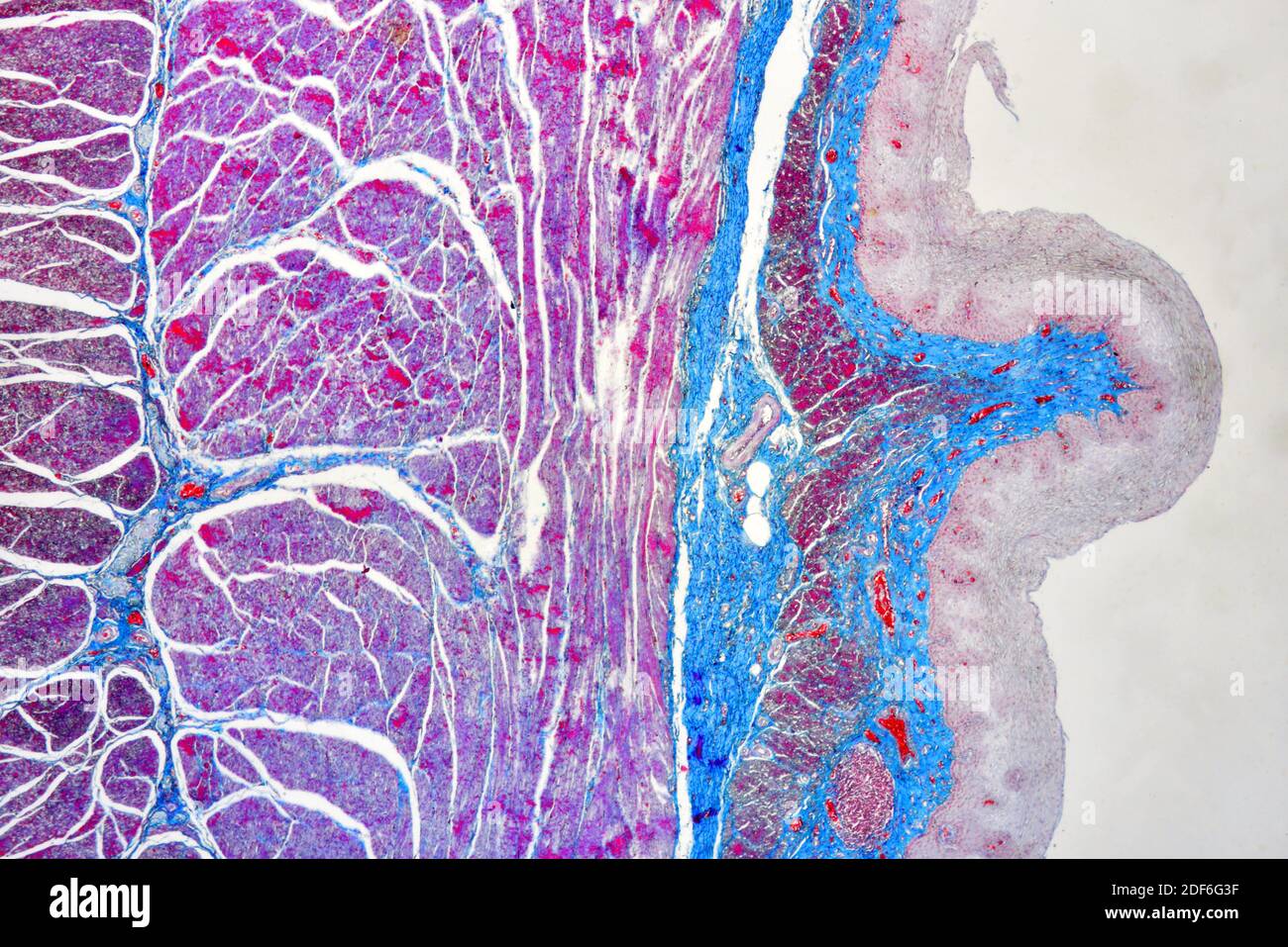 Esophagus Layers