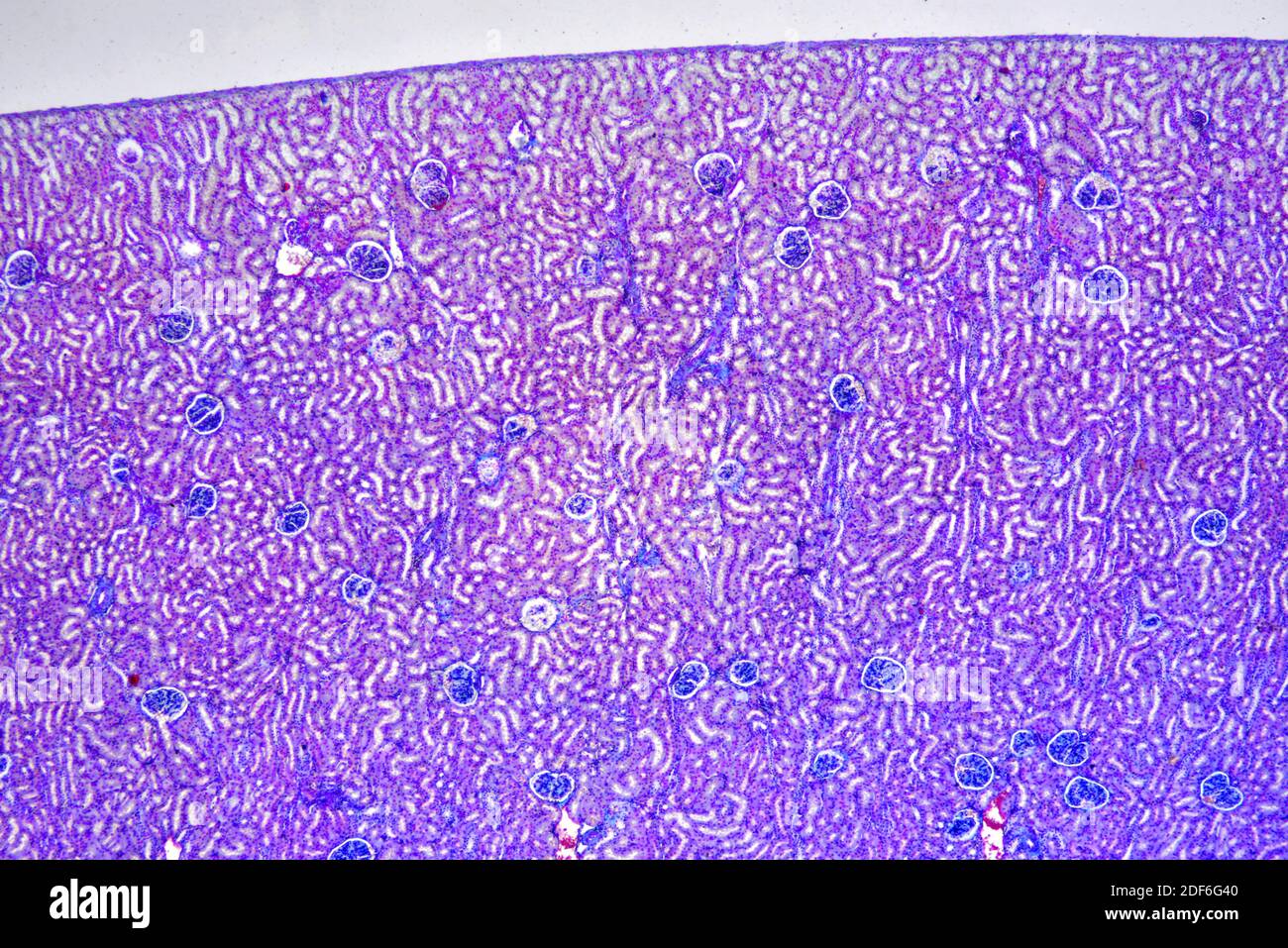 Human kidney hi-res stock photography and images - Alamy