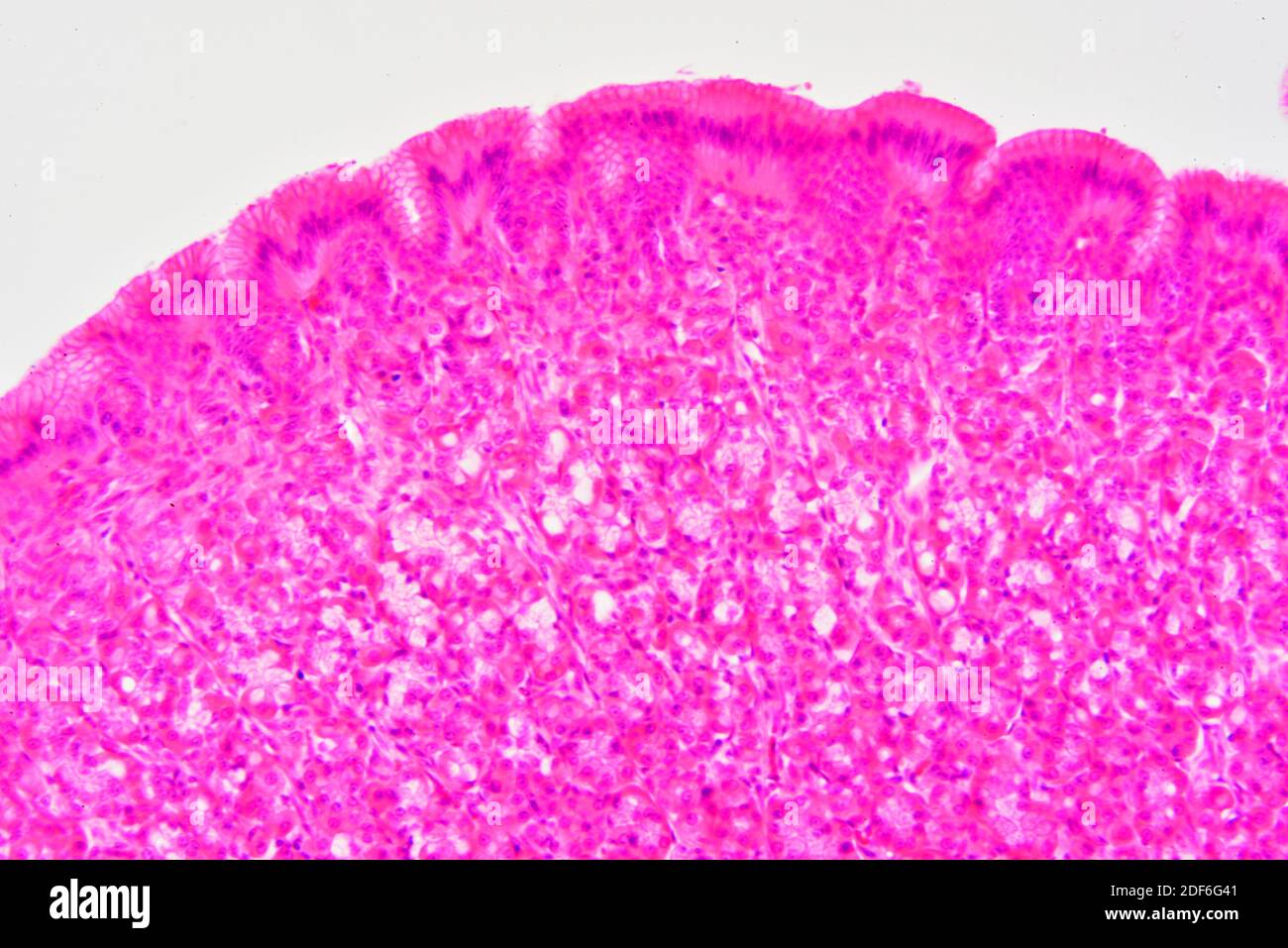 Stomach Fundus Histology Labeled