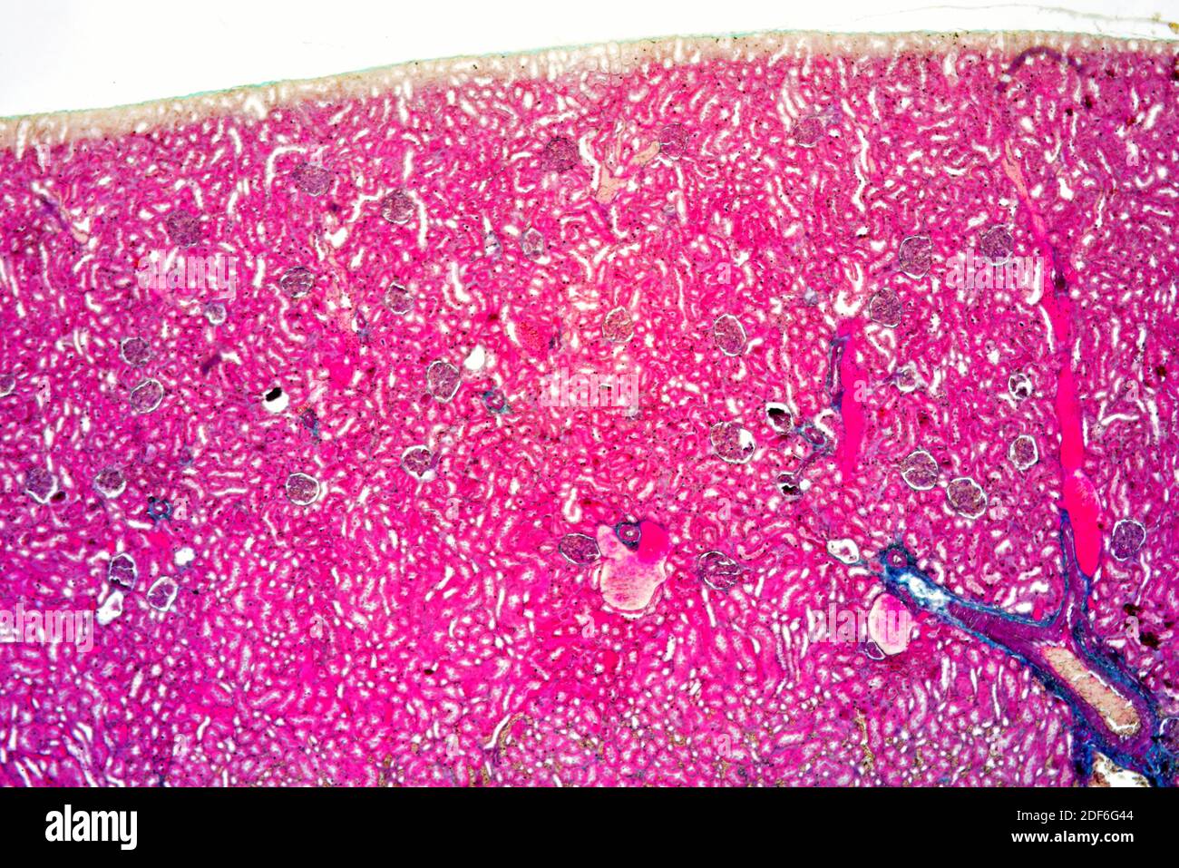 Kidney Nephron Microscope