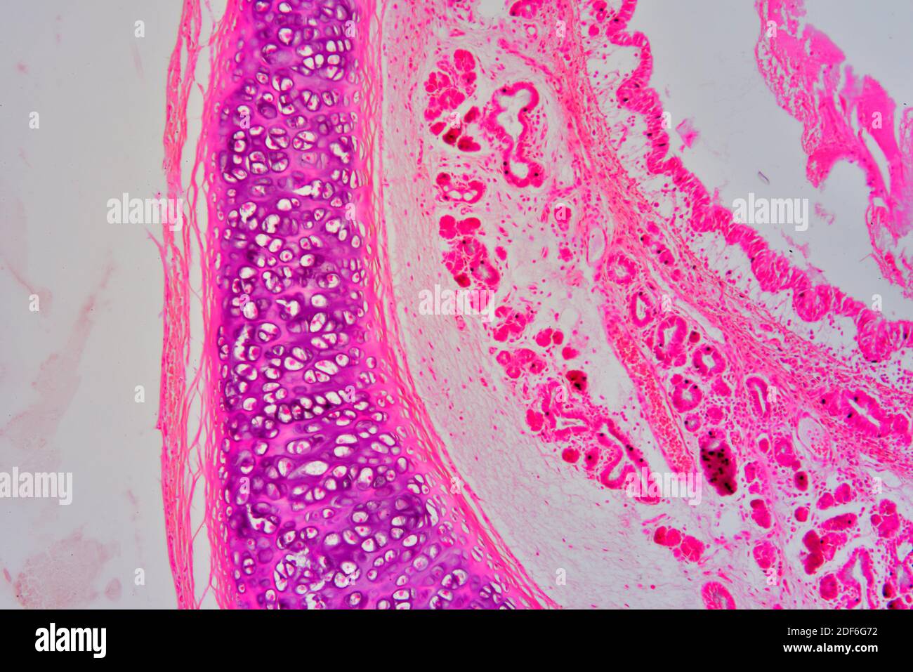 Histology trachea hi-res stock photography and images - Alamy