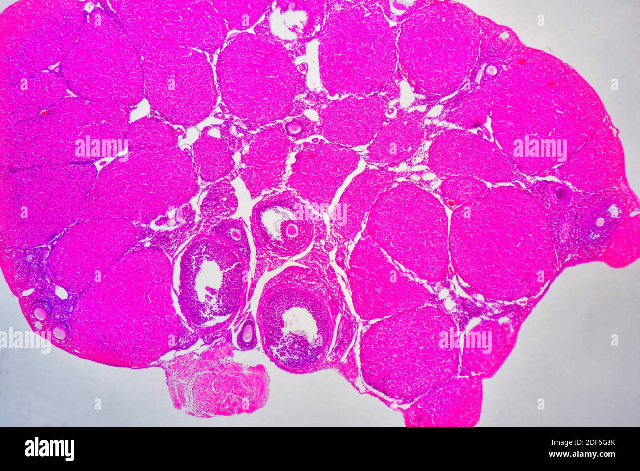 Oviduct Slide Labeled
