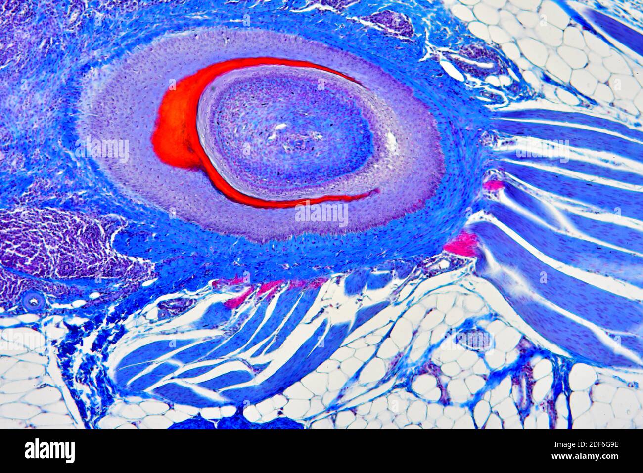 Histology tissues hi-res stock photography and images - Alamy