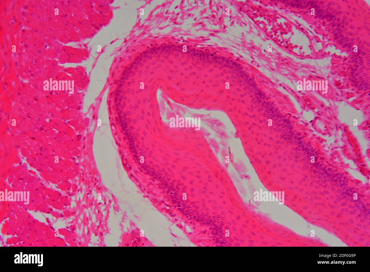 Stratified Squamous Epithelium Under Microscope