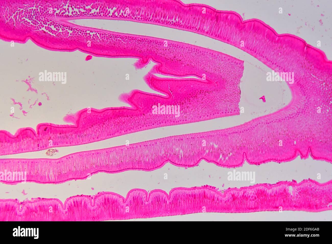 Simple columnar epithelium (Ascaris intestine). Optical microscope X100 ...