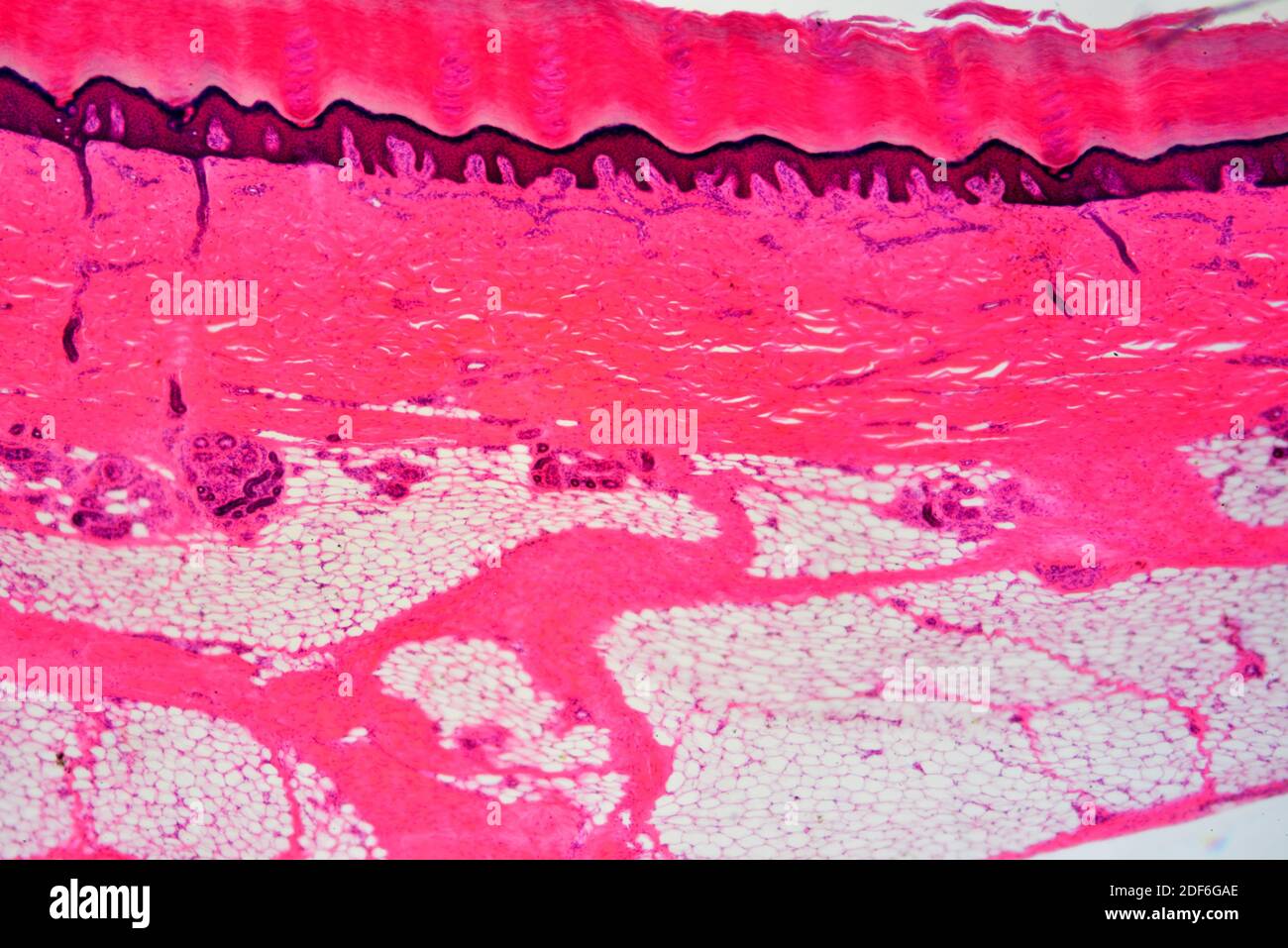 Blood Vessels Microscope High Resolution Stock Photography and Images ...