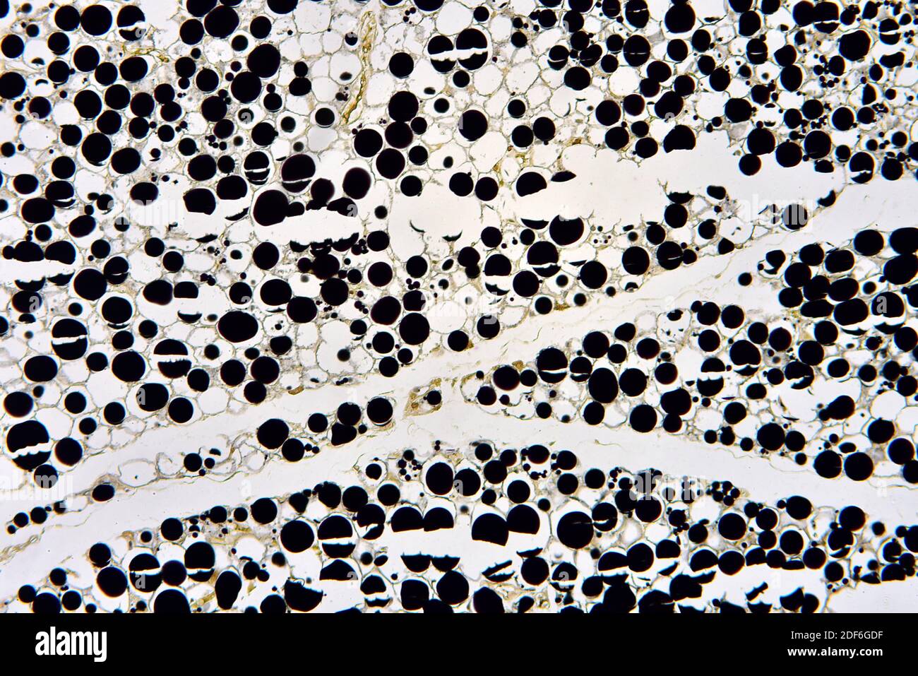 Microscope histology hi-res stock photography and images - Alamy