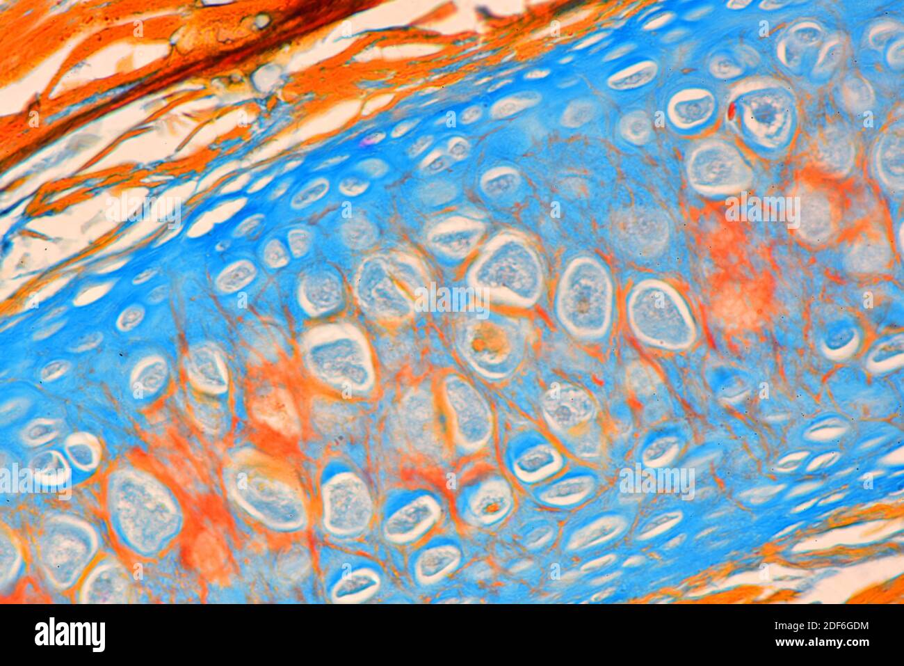 Histology elastic hi-res stock photography and images - Alamy