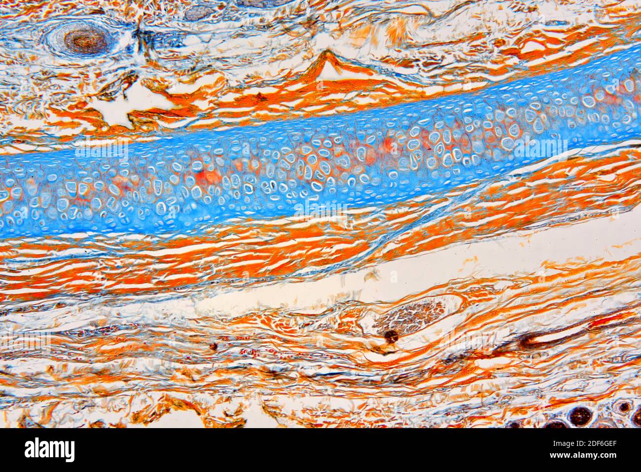 Histology elastic hi-res stock photography and images - Alamy