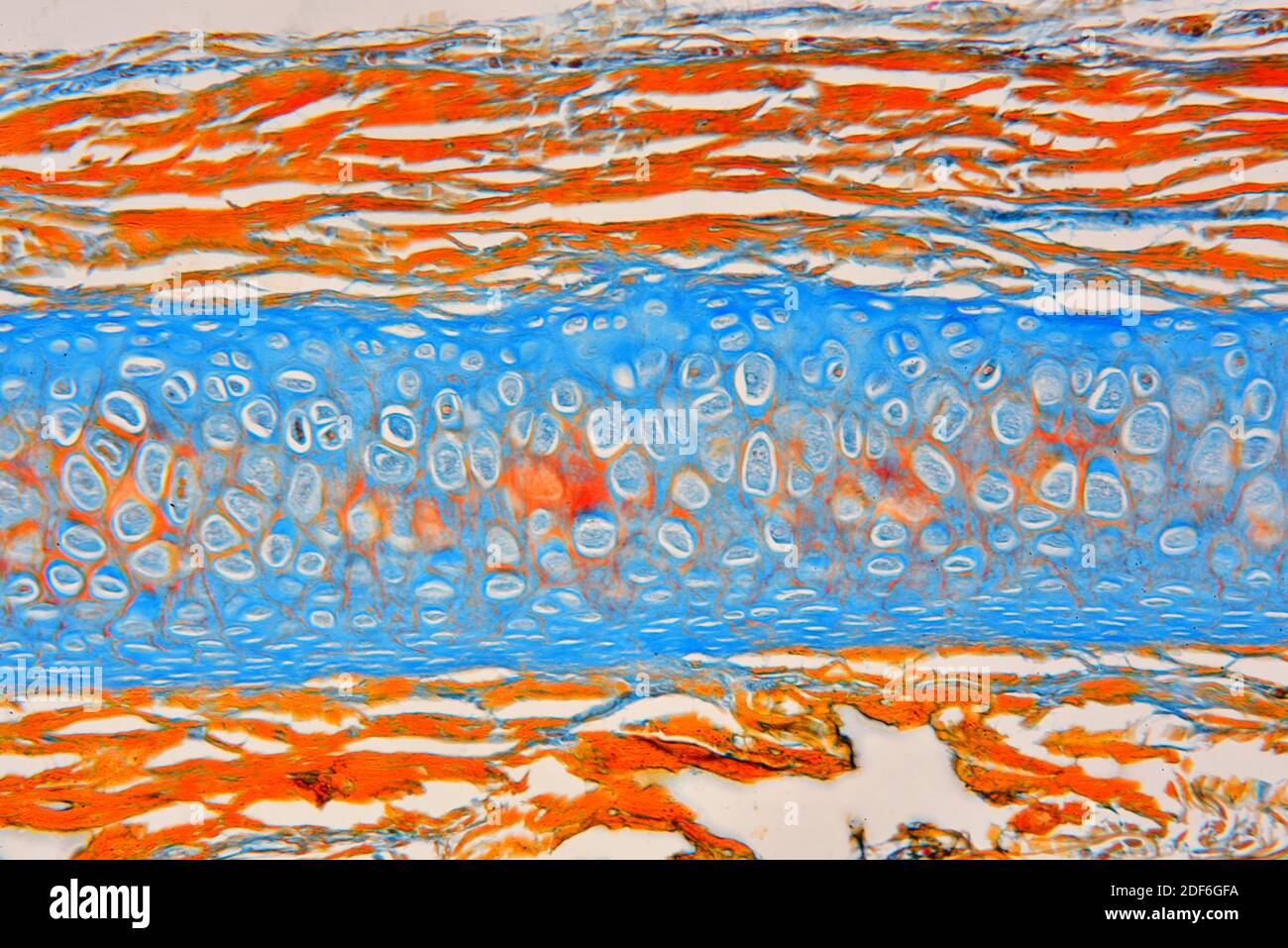 Histology elastic hi-res stock photography and images - Alamy